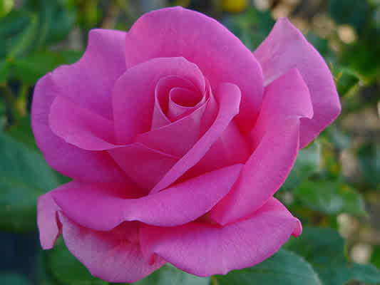 Parole (PBR) | Bush Roses | Magic Garden Roses