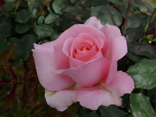 Deep Secret | Bush Roses | Magic Garden Roses