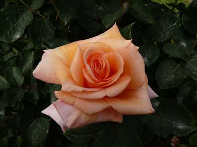 Jardins de Bagatelle | Bush Roses | Magic Garden Roses