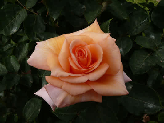 Blue River | Bush Roses | Magic Garden Roses