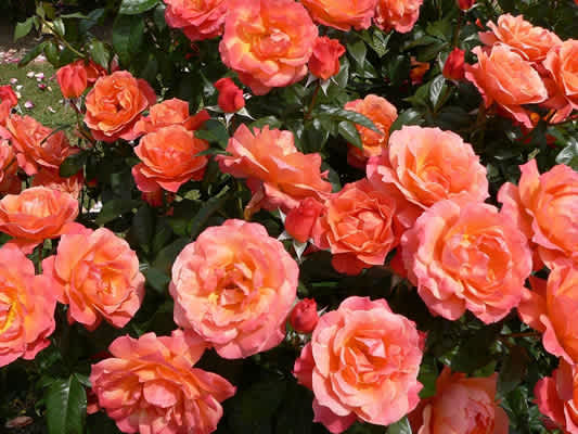 Blue River | Bush Roses | Magic Garden Roses