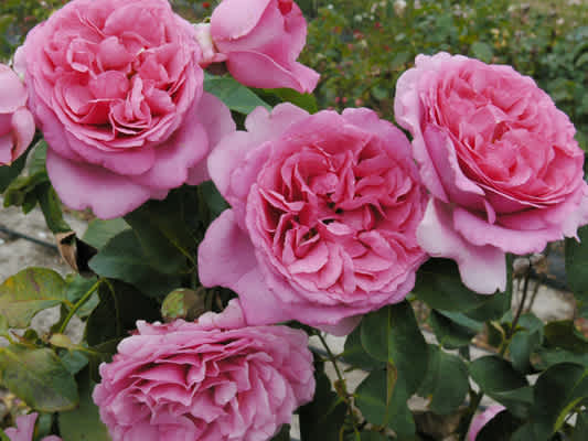 Queen Adelaide | Bush Roses | Magic Garden Roses