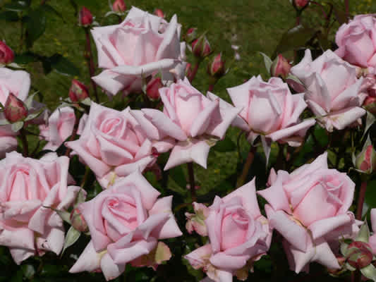 Magic Garden Roses - Melbourne's Largest Range of Roses