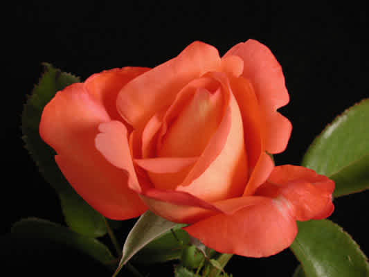 Voodoo | Bush Roses | Magic Garden Roses