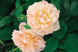 Julia's Rose | Bush Roses | Magic Garden Roses