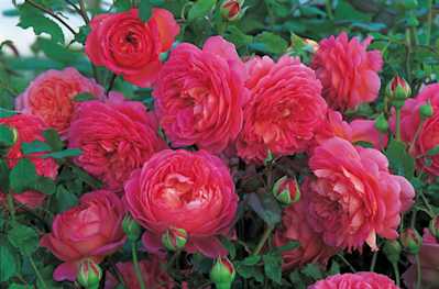 David Austin Roses | Magic Garden Roses