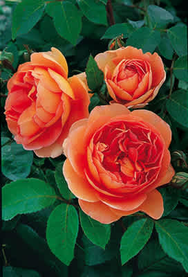 Pat Austin (Ausmum) (PBR) | David Austin Roses | Magic Garden Roses