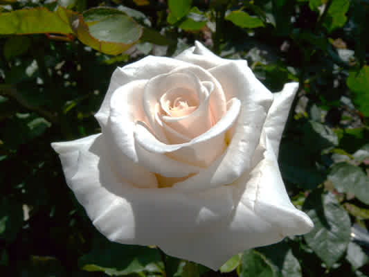 Deep Secret | Bush Roses | Magic Garden Roses