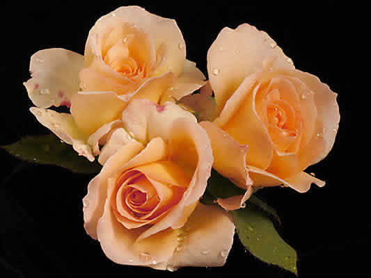 Magic Garden Roses - Melbourne's Largest Range of Roses