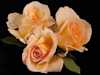 Magic Garden Roses - Melbourne's Largest Range of Roses