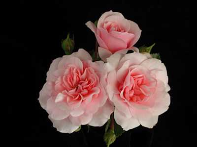 Standard Roses - 70cm (2.5ft) | Magic Garden Roses