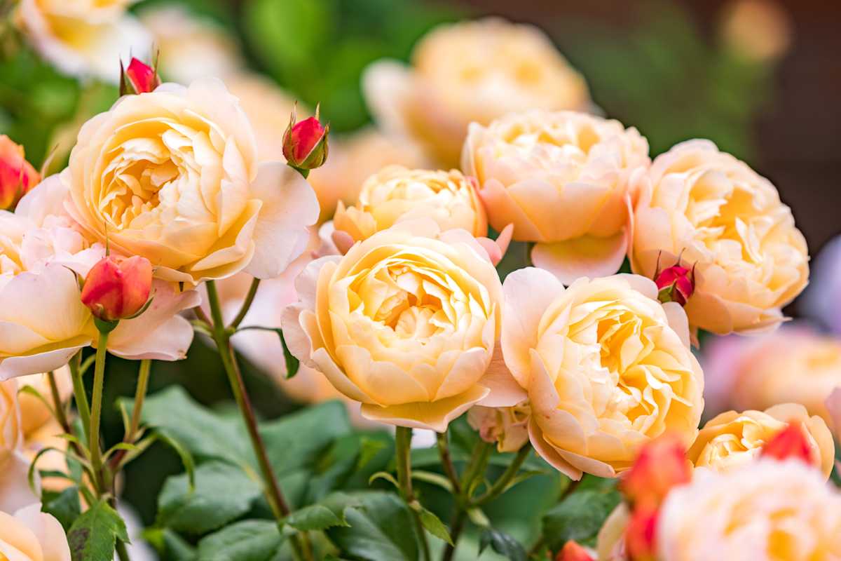 Roald Dahl | David Austin Roses | Magic Garden Roses
