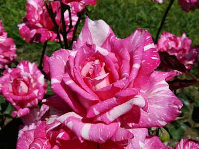 Crepuscule (PBR) | Climbing Roses | Magic Garden Roses