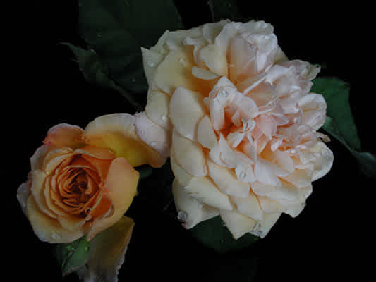 Old World Roses | Magic Garden Roses