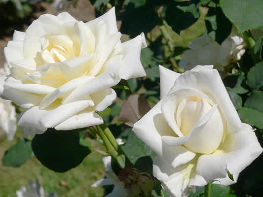 Queen Adelaide | Bush Roses | Magic Garden Roses