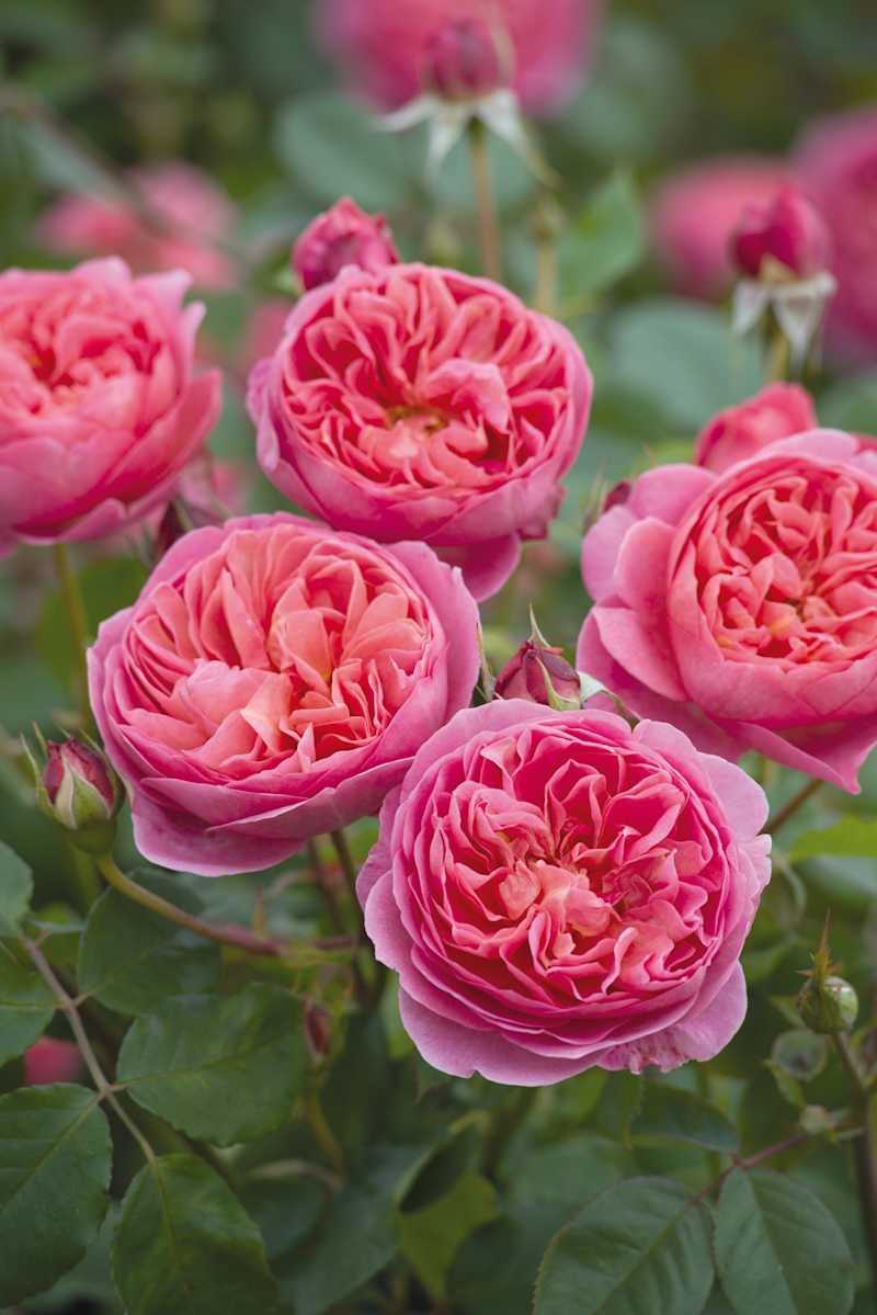 David Austin Roses | Magic Garden Roses