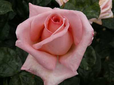 Colleen (PBR) | Bush Roses | Magic Garden Roses