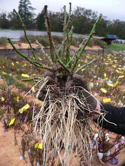 Planting Bare Rooted Roses - Magic Garden Roses