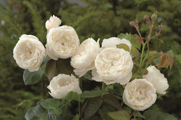 William and Catherine | David Austin Roses | Magic Garden Roses