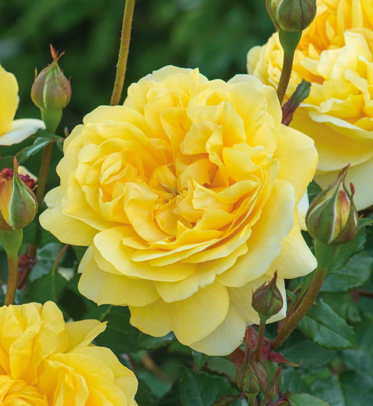 Queen Adelaide | Bush Roses | Magic Garden Roses
