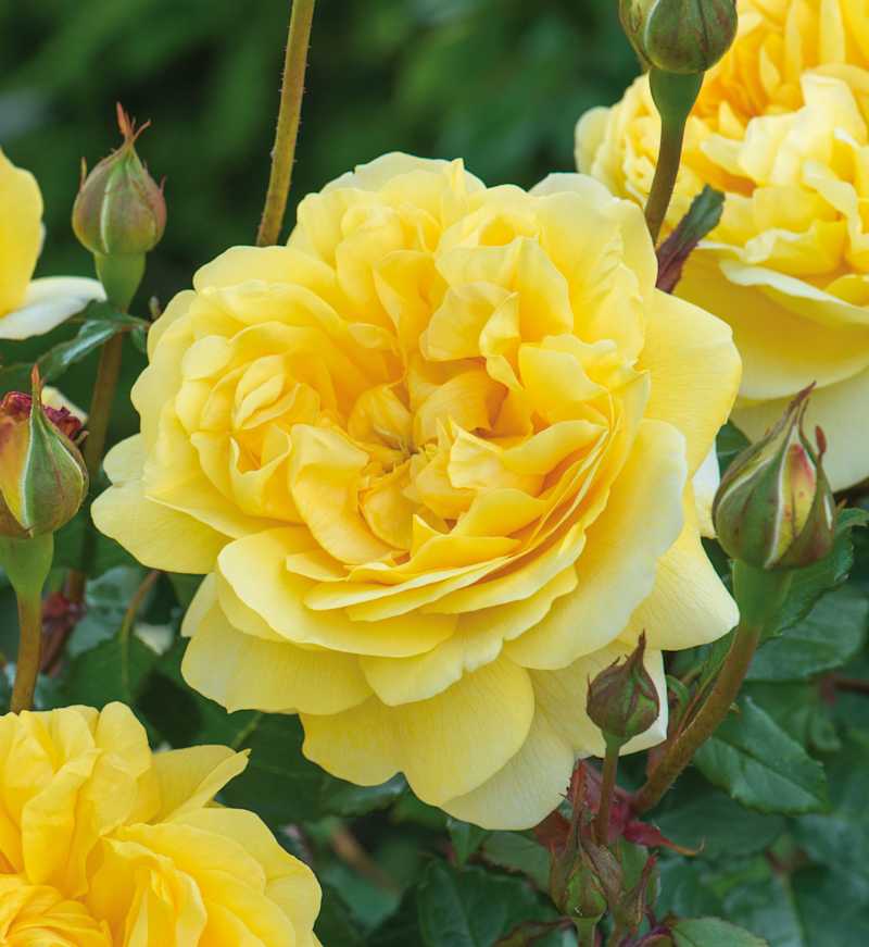 Queen Adelaide | Bush Roses | Magic Garden Roses