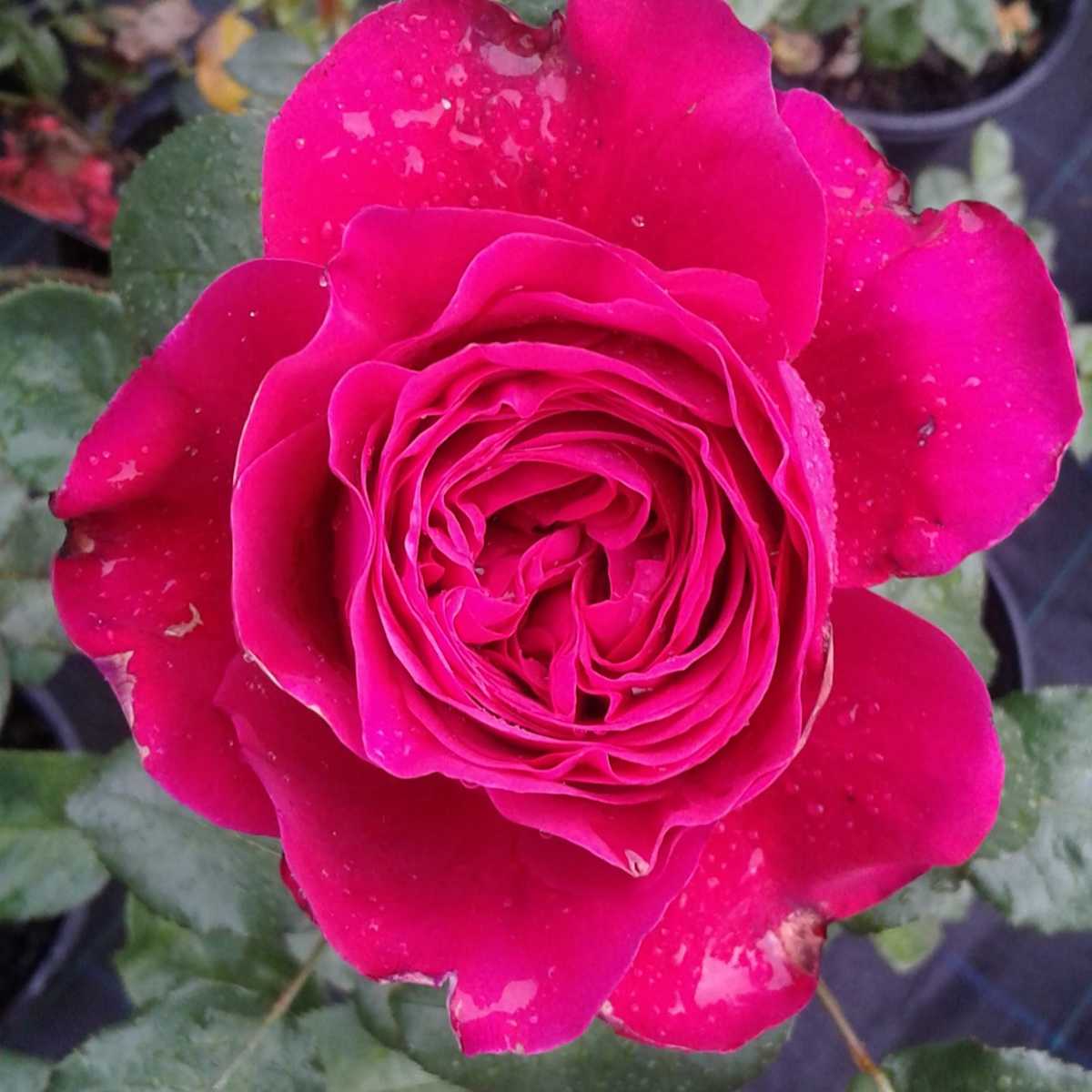 Abraham Darby (Auscot) | David Austin Roses | Magic Garden Roses