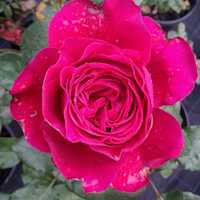 Colleen (PBR) | Bush Roses | Magic Garden Roses