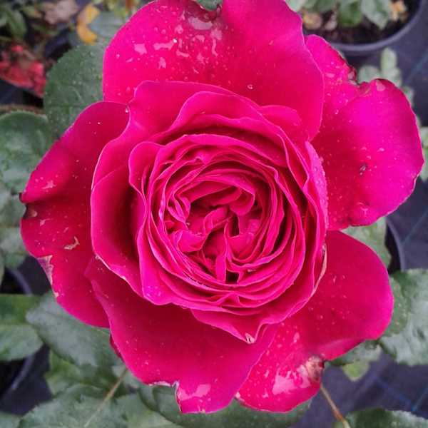 Colleen (PBR) | Bush Roses | Magic Garden Roses