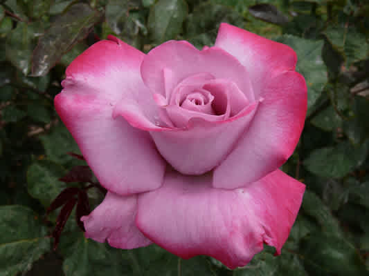 Compassion (PBR) | Climbing Roses | Magic Garden Roses