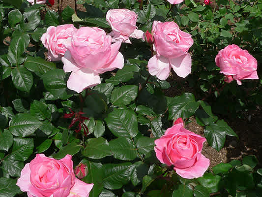 Queen Elizabeth | Bush Roses | Magic Garden Roses