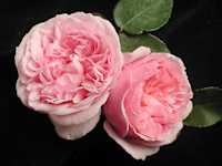 Pretty Jessica (PBR) (85cm) | Standard Roses - 85cm (3ft) | Magic ...