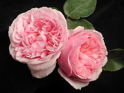 Pretty Jessica (PBR) (85cm) | Standard Roses - 85cm (3ft) | Magic ...