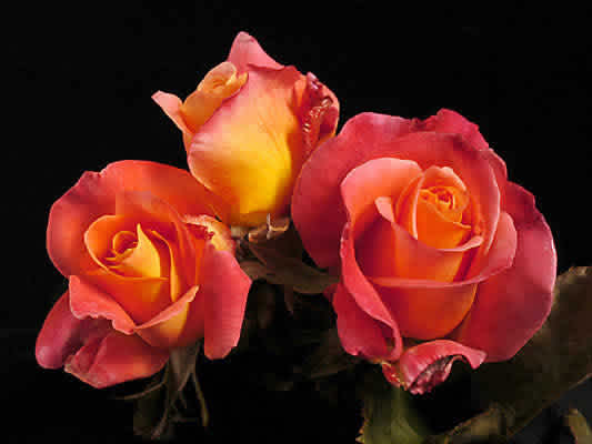 Colleen (PBR) | Bush Roses | Magic Garden Roses