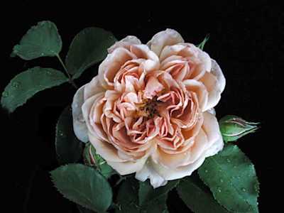 Valencia | Bush Roses | Magic Garden Roses