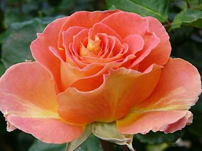 Standard Roses - 85cm (3ft) | Magic Garden Roses