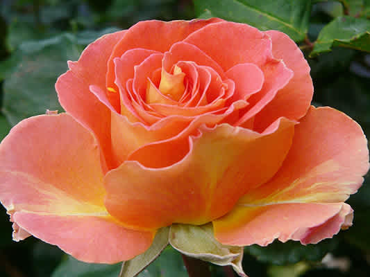 Standard Roses - 85cm (3ft) | Magic Garden Roses