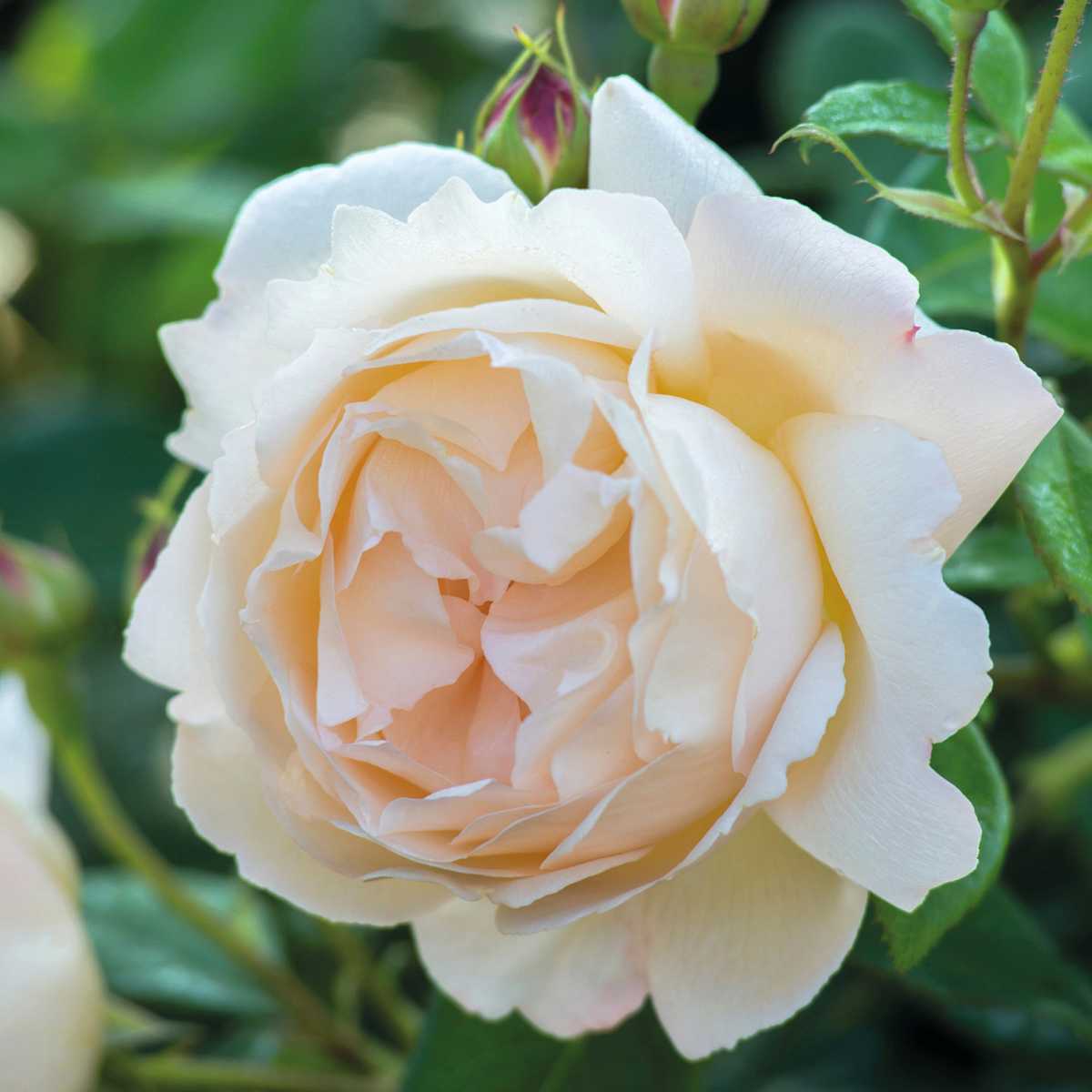 Margaret (PBR) | Bush Roses | Magic Garden Roses