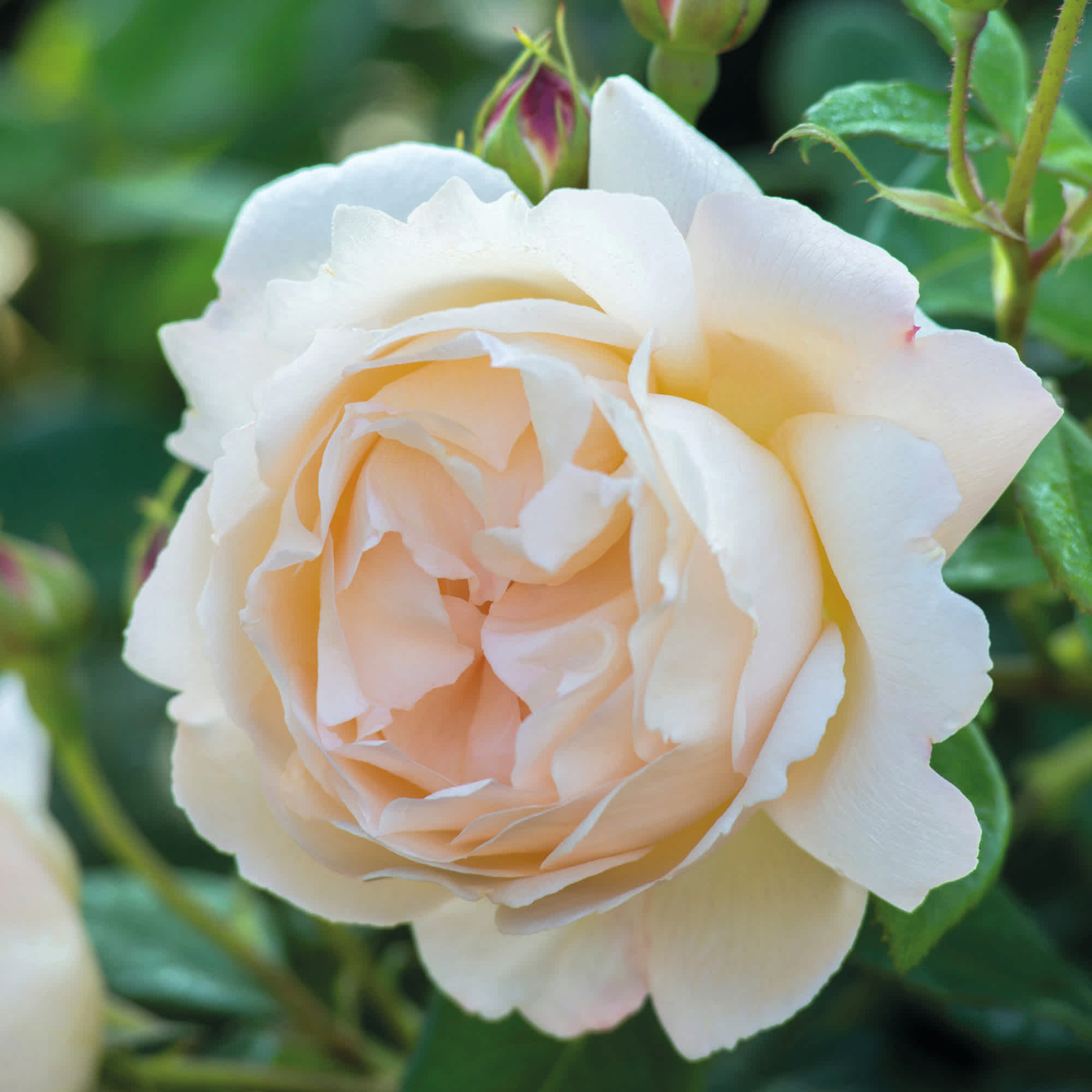 Wollerton Old Hall | David Austin Roses | Magic Garden Roses