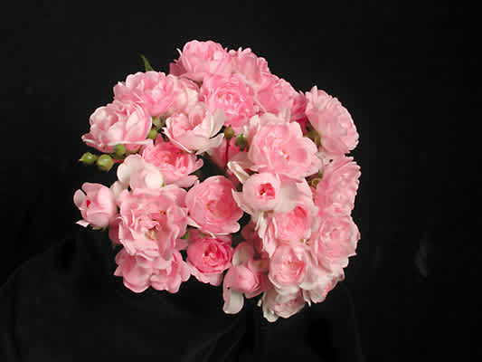 Ground Cover | Magic Garden Roses