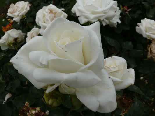 Abraham Darby (Auscot) | David Austin Roses | Magic Garden Roses