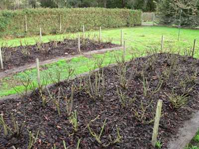 Soil Preparation - Magic Garden Roses