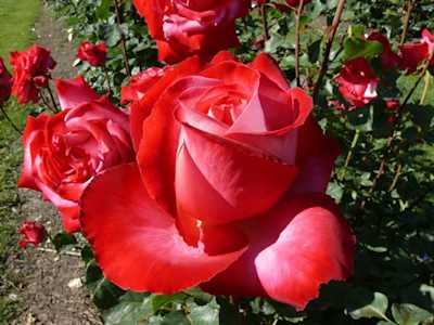 Mon Cheri | Bush Roses | Magic Garden Roses