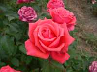 Fragrant Cloud | Bush Roses | Magic Garden Roses