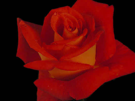 Blue River | Bush Roses | Magic Garden Roses