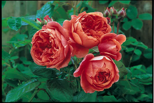 Queen Adelaide | Bush Roses | Magic Garden Roses