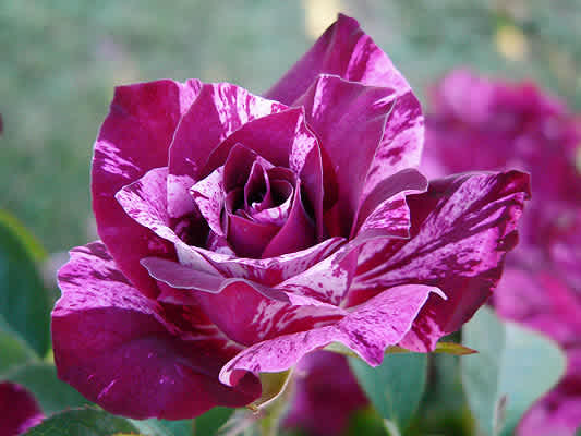 Purple Tiger (PBR) | Bush Roses | Magic Garden Roses