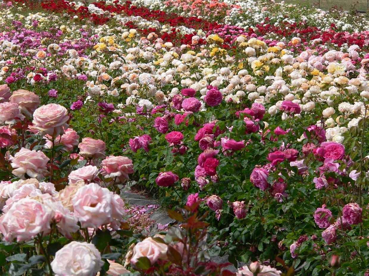Growing Guide - Magic Garden Roses
