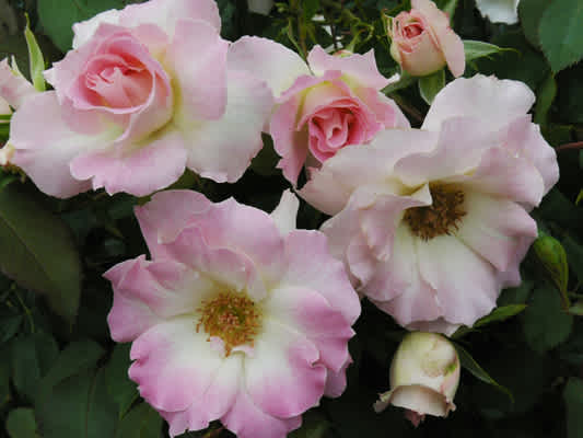 Standard Roses - 105cm (4ft) | Magic Garden Roses