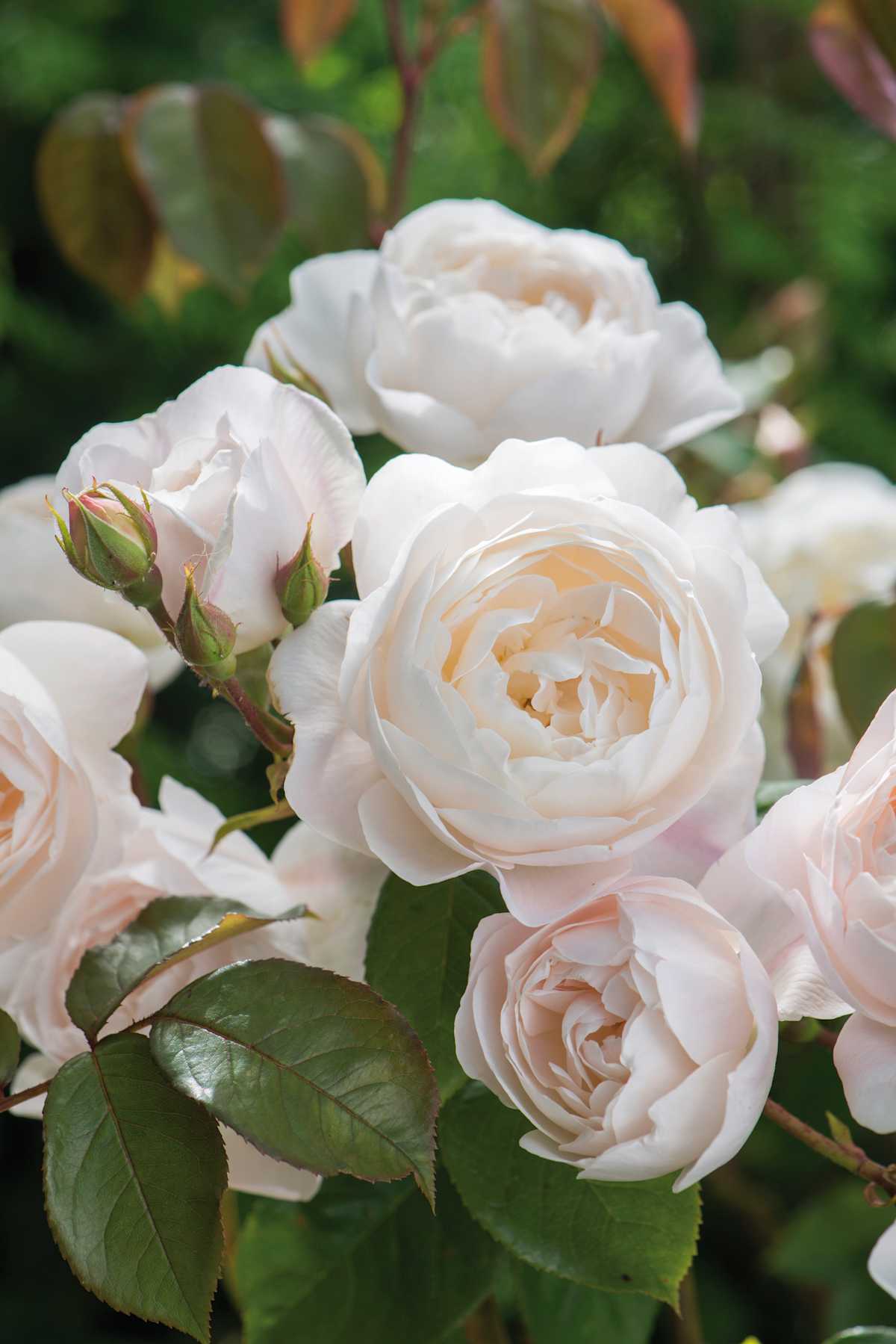 David Austin Roses | Magic Garden Roses