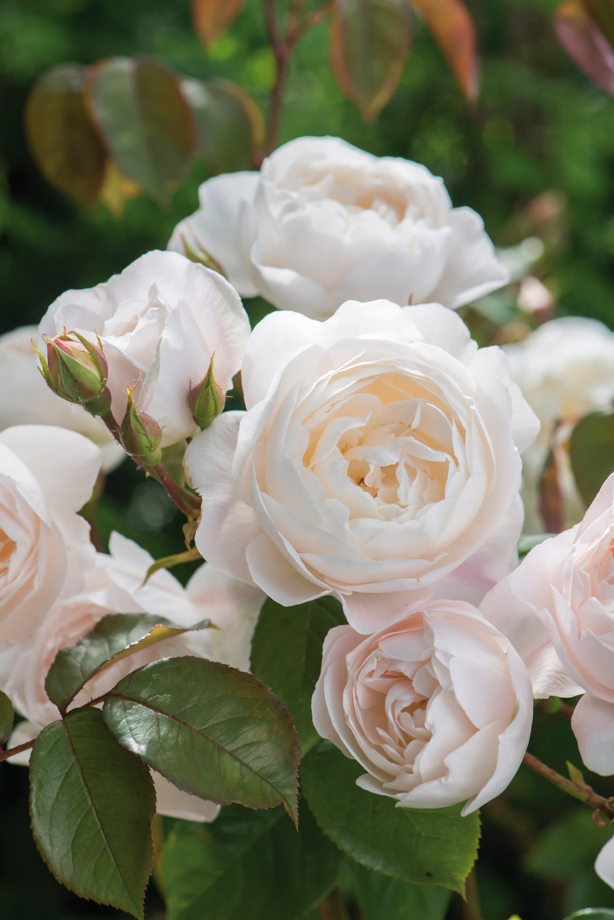 David Austin Roses | Magic Garden Roses